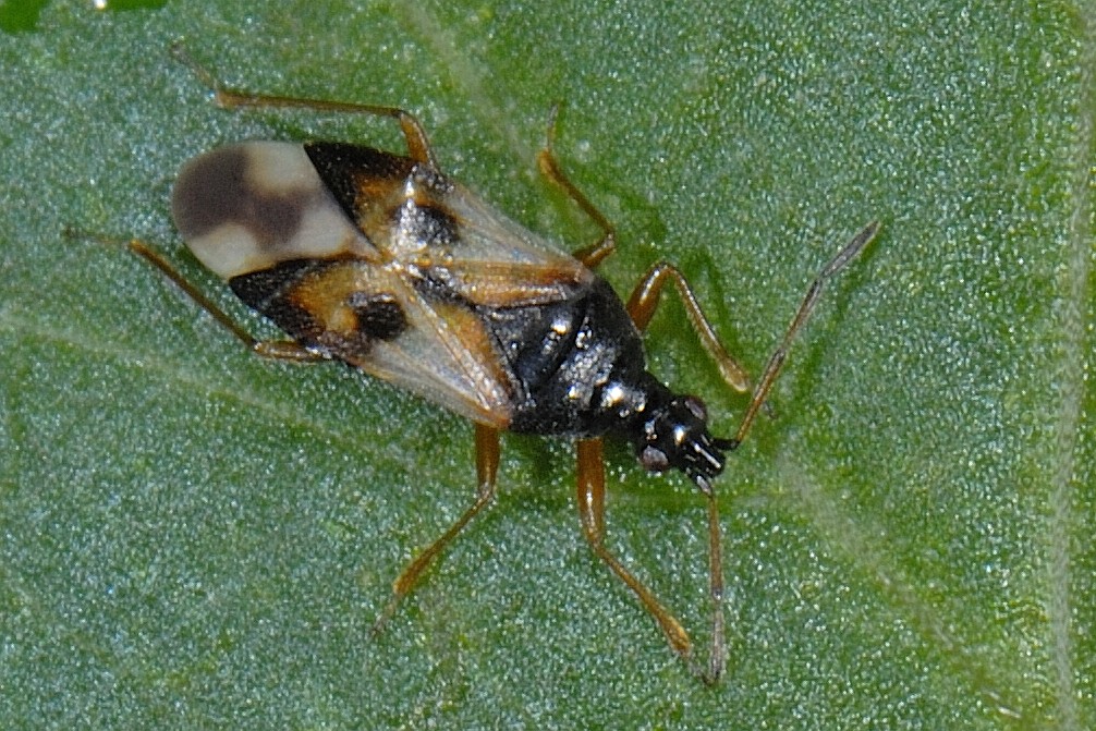 Anthocoris nemorum